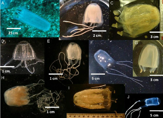 Irukandji (Extremely Small Killer Box Jellyfish): Characteristics ...